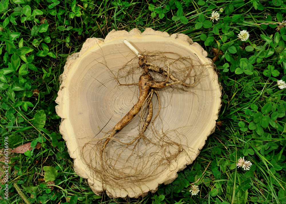Wild root panax ginseng. A close up of the most famous medicinal plant ...