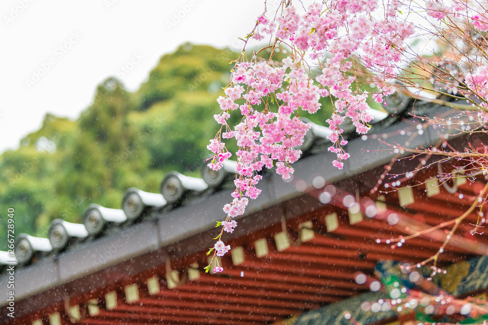 Japanese Orange Blossom Tree