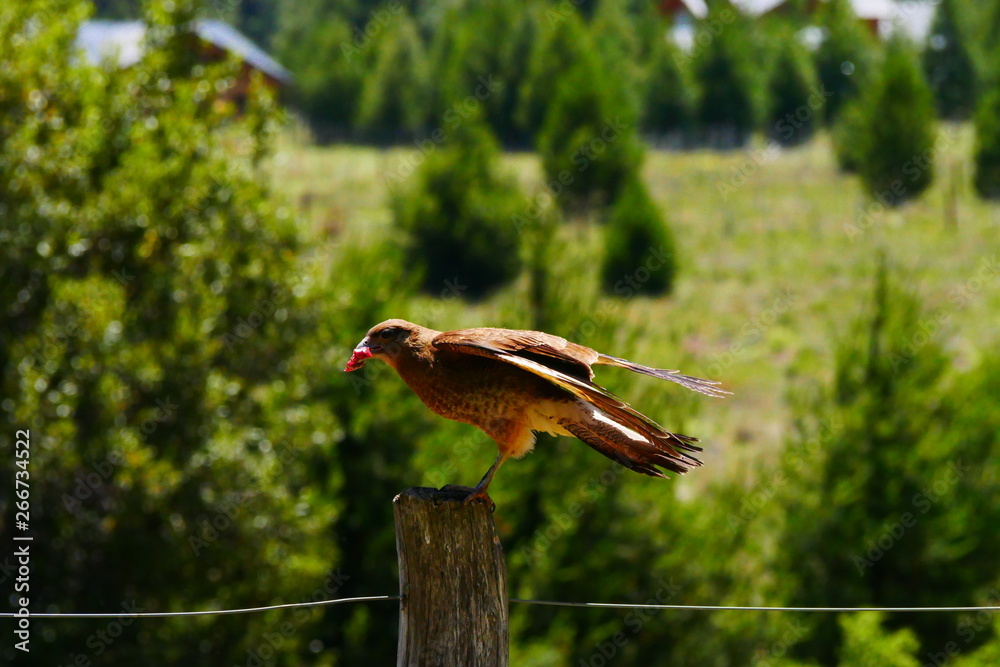 El chimango (Phalcoboenus chimango), también llamado tiuque, chiuque o ...