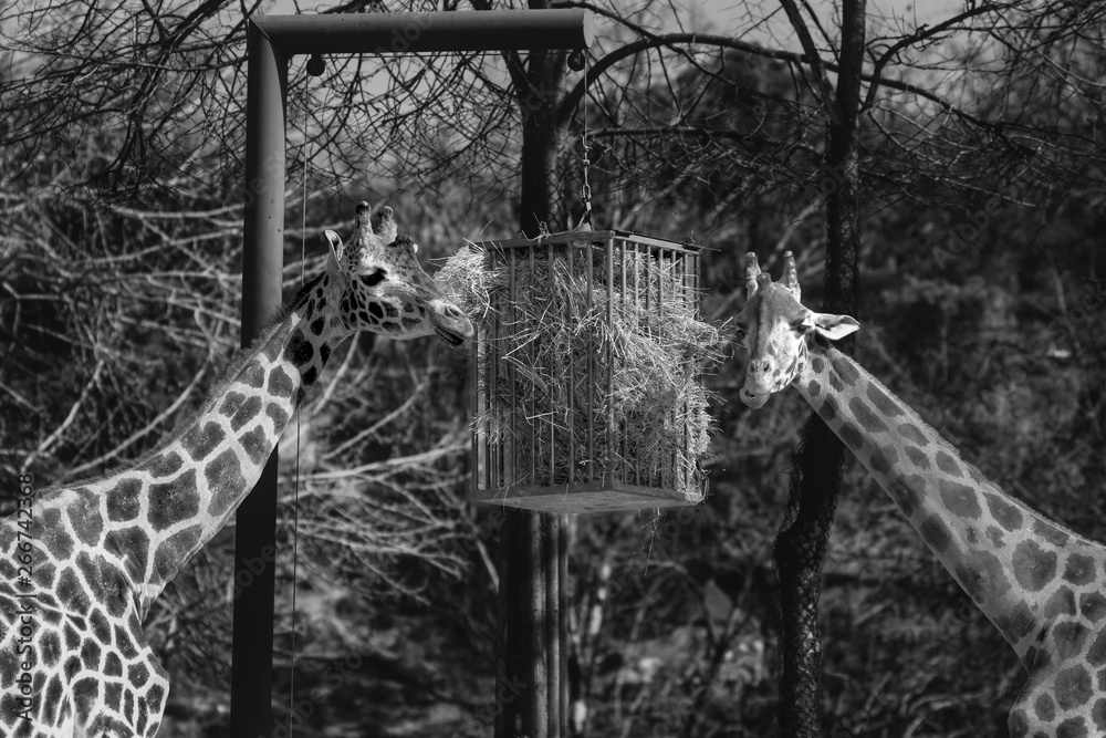 visiting the Zoo of Affi, near lake Garda, italian Zoo, nature and ...