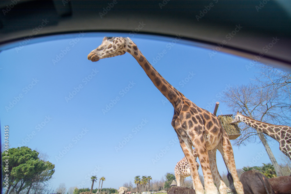 visiting the Zoo of Affi, near lake Garda, italian Zoo, nature and ...