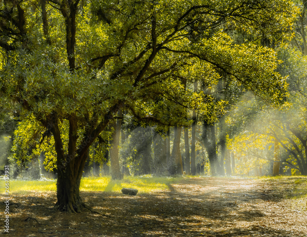 árbol solo iluminado por rayos de sol en medio del bosque - camino en ...