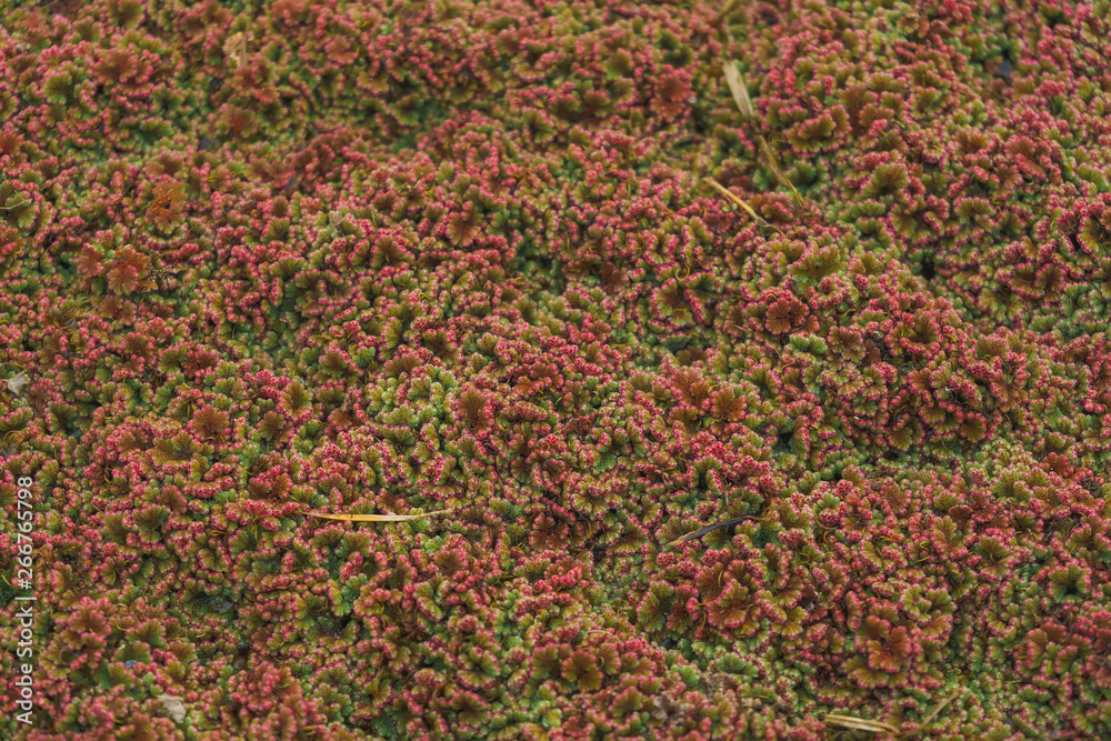 Red algae on the surface of the water. The texture of aquatic plants ...