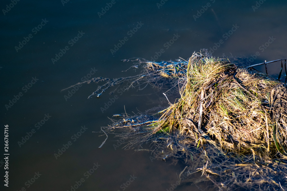 The water surface of the swamp, life under the water of the old river ...