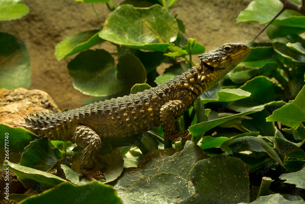 Sungazer, giant girdled lizard or giant dragon lizard or giant zonure ...