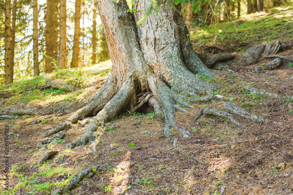 Old roots of coniferous plants. Walk through the coniferous forest ...