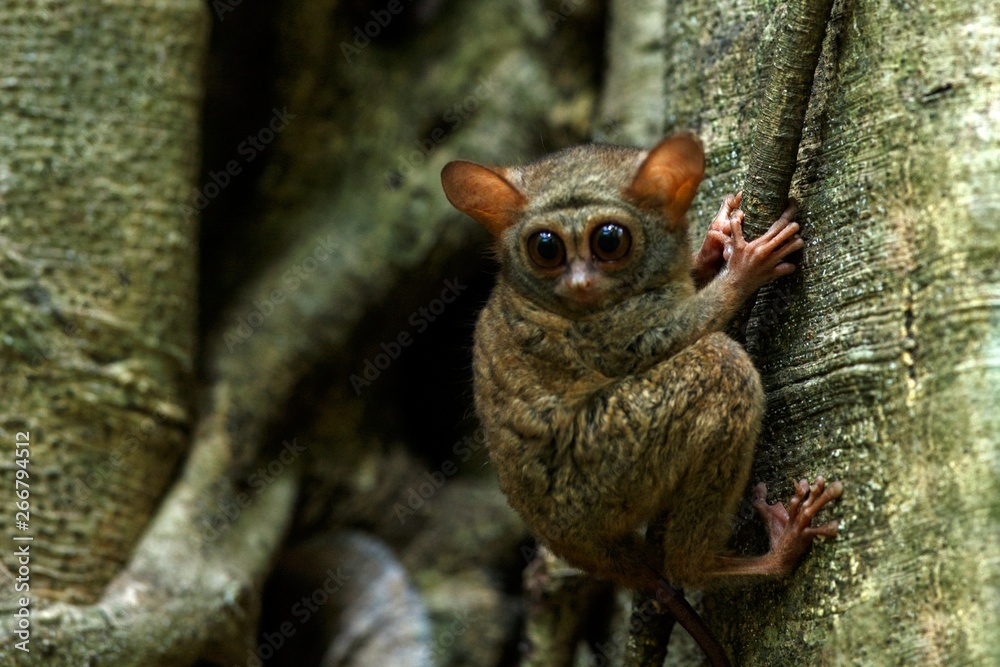 Spectral Tarsier, Tarsius spectrum, portrait of rare endemic nocturnal ...
