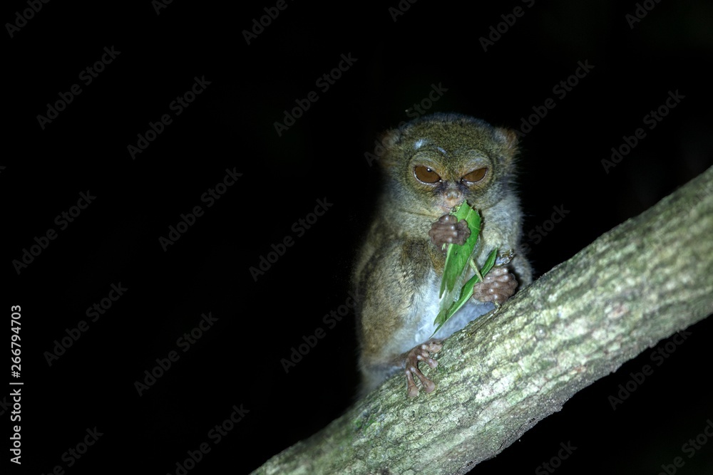 Tarsier Eating