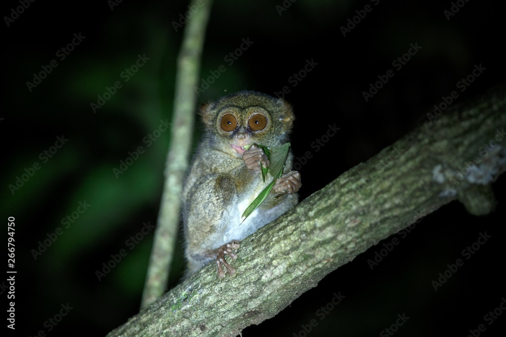 Spectral Tarsier, Tarsius spectrum, portrait of rare endemic nocturnal ...