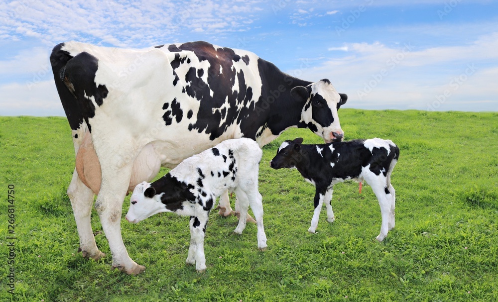 Baby Calf Holstein