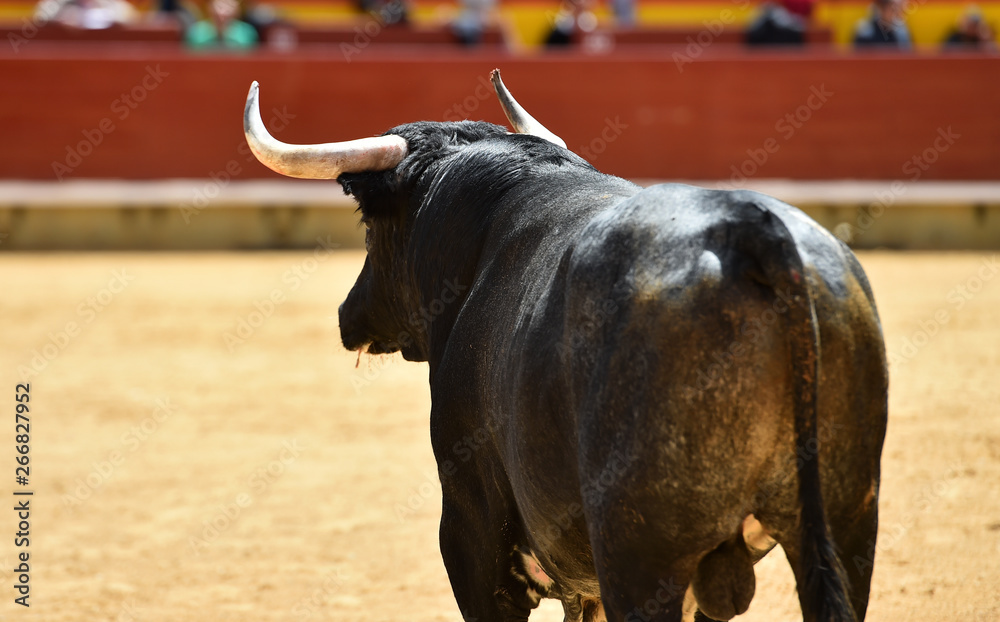 cuernos de toro peligroso Stock Photo | Adobe Stock