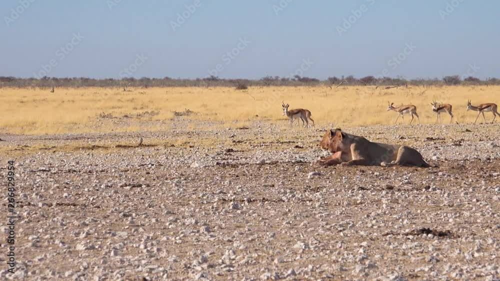 Video „Two female lions sit on the savannah in Africa contemplating ...