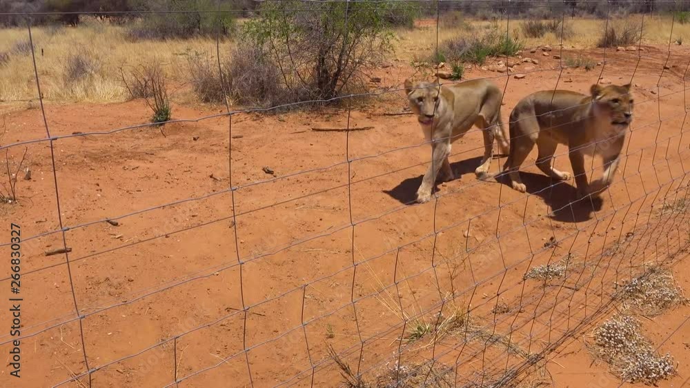Angry and aggressive lions are few raw meat at a wildlife park in ...