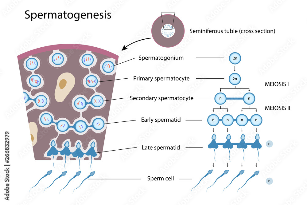 Spermatogenesis, Vector diagram for your design, educational, science ...