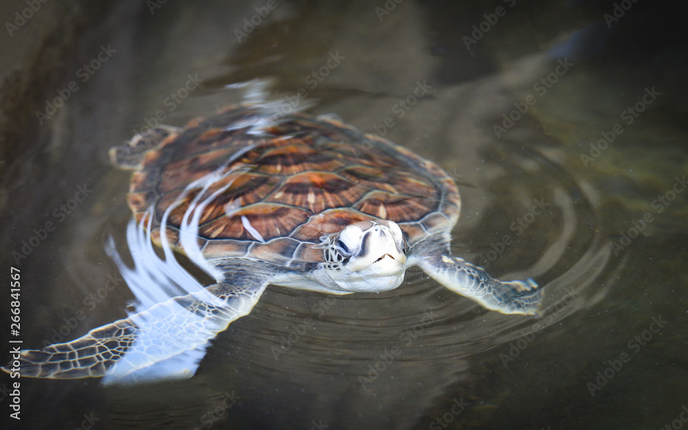 green turtle farm and swimming on water pond / hawksbill sea turtle ...