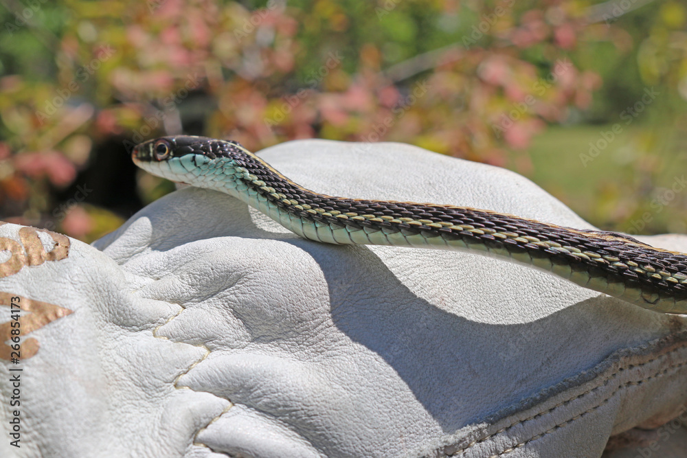 Orange-striped Ribbonsnake (Thamnophis proximus proximus) a.k.a ...
