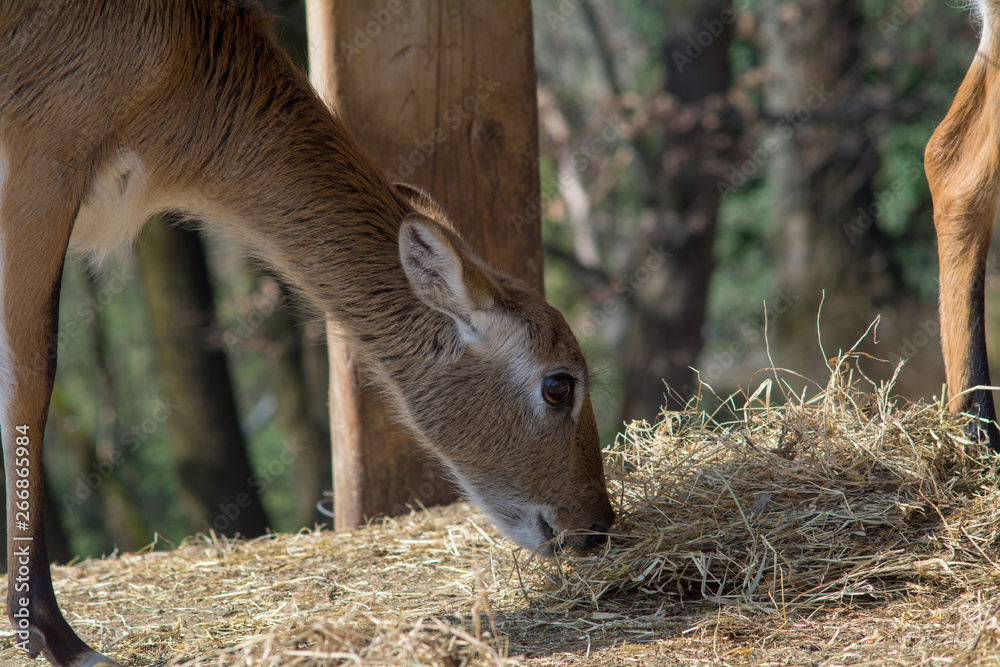 visiting the Zoo of Affi, near lake Garda, italian Zoo, nature and ...