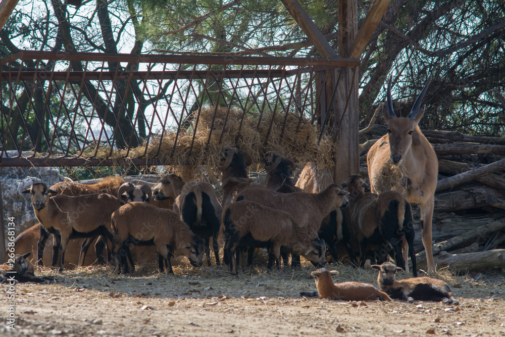 visiting the Zoo of Affi, near lake Garda, italian Zoo, nature and ...