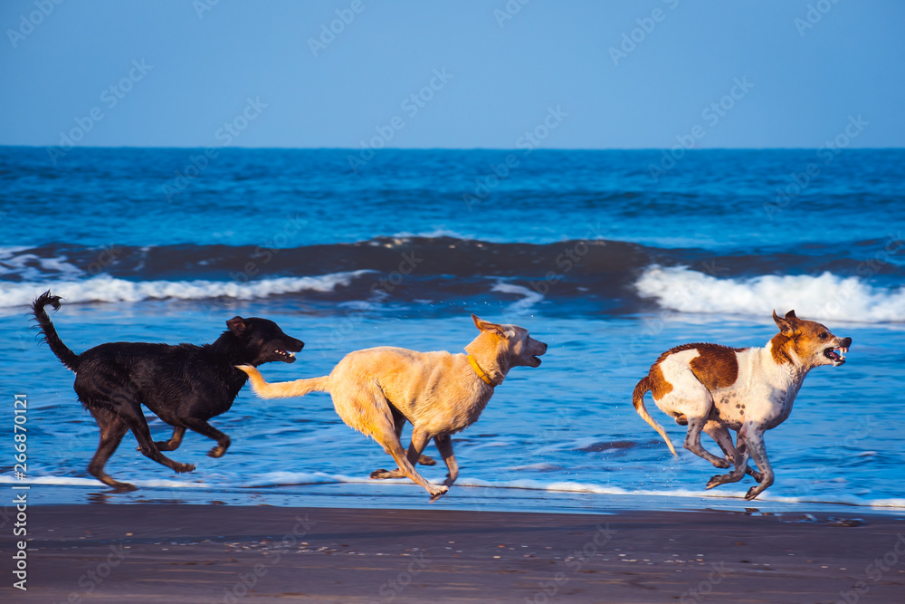 Three dogs running at the beach in a straight line, all are air borne ...