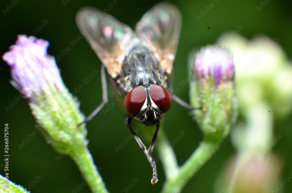 Flies are a type of insect that has 2 wings with the eyes and most have ...