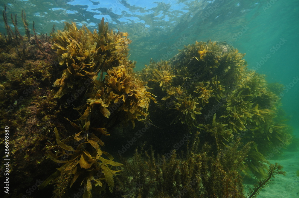 Large rocks on flat sandy bottom in shallow water. Their walls are ...