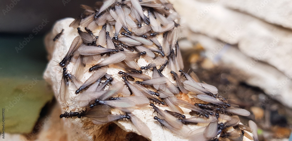 Winged ants on the ground outside the anthill ready to fly and ...