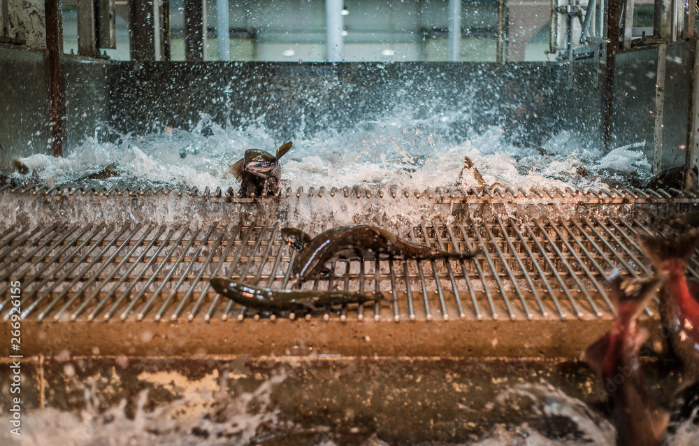 Salmon flopping and splashing as they are being transferred out of a ...