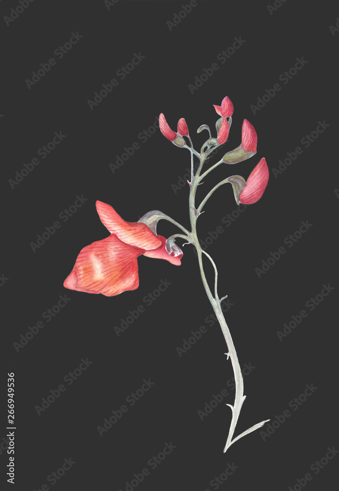 Beautiful flowers of Runner Bean Plant (Phaseolus coccineus ...