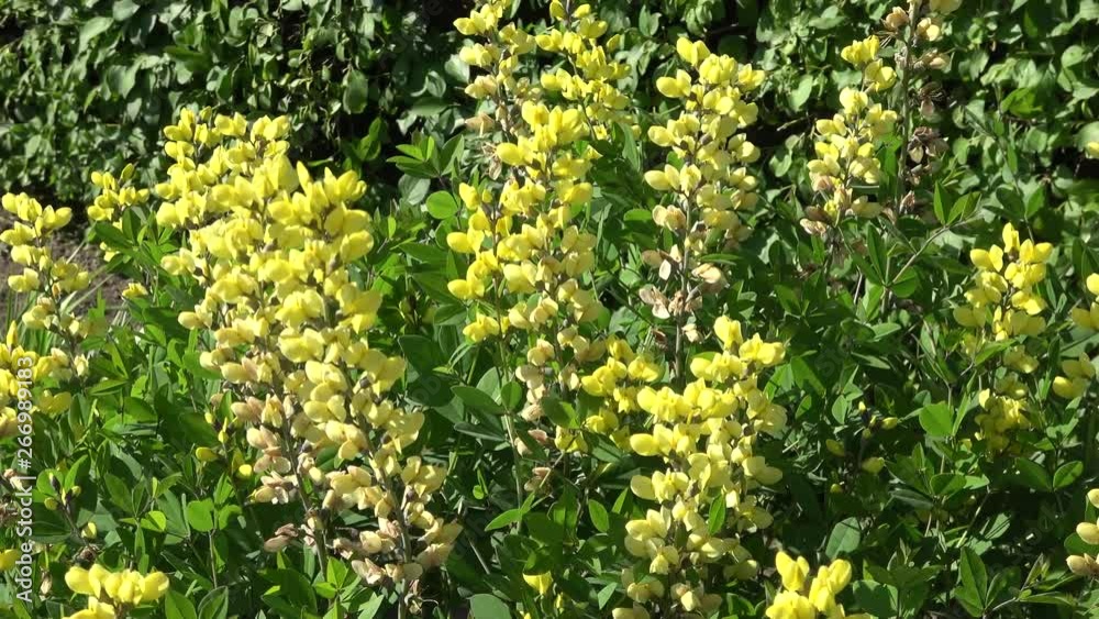 Yellow false indigo baptisia also called Baptisia sphaerocarpa Screamin ...