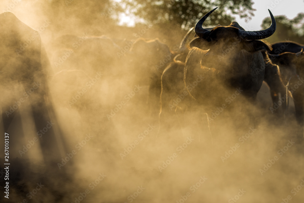 Blurred wallpaper (buffalo flocks) that live together, many of which ...