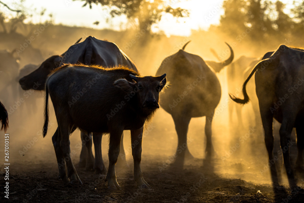 Blurred wallpaper (buffalo flocks) that live together, many of which ...