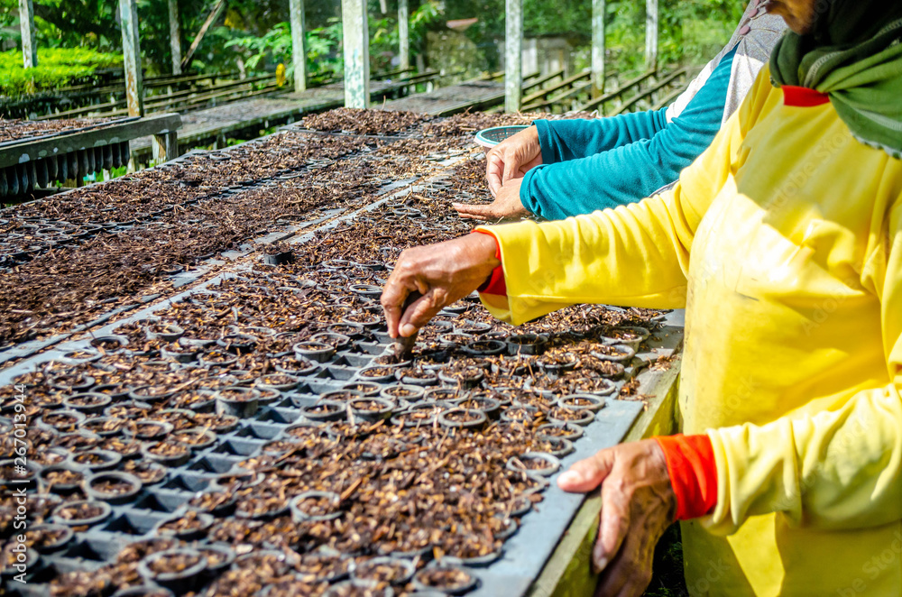 Female Asian worker planting the seeds of fast growing tree species at ...