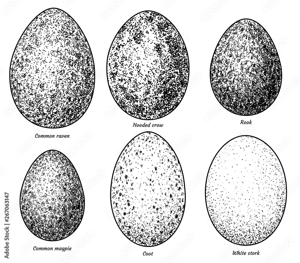 Collection of bird eggs illustration, drawing, engraving, ink, line art ...