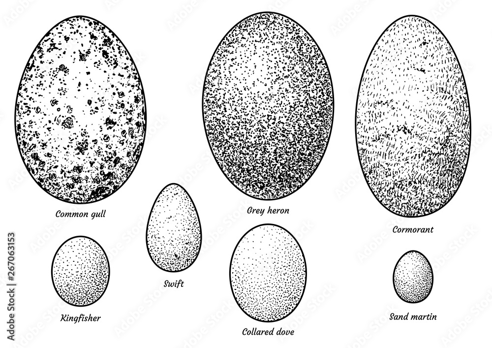 Collection of bird eggs illustration, drawing, engraving, ink, line art ...