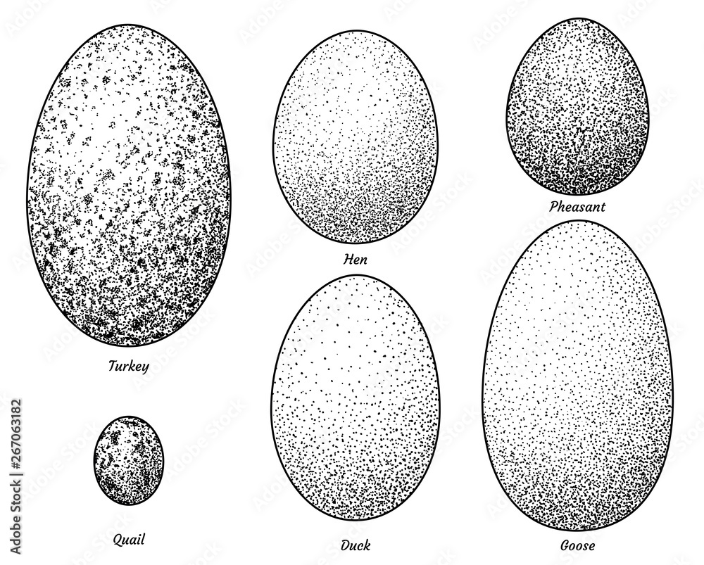 Collection of bird eggs illustration, drawing, engraving, ink, line art ...