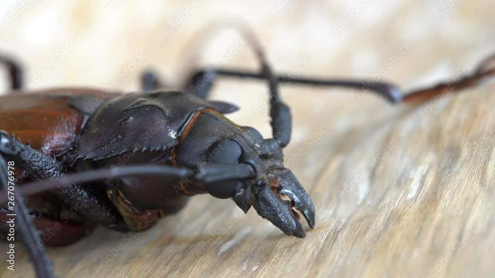 Giant Fijian longhorn beetle from island Koh Phangan, Thailand. Close ...
