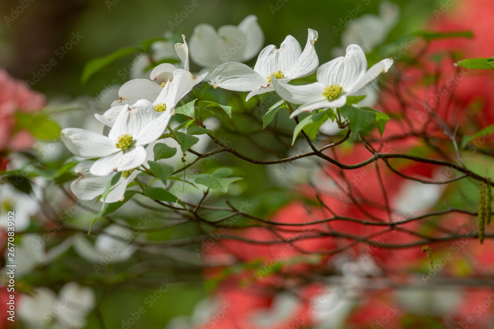 BustiDogwood at the Lee Garden Pond in the Azalea collections at the U ...