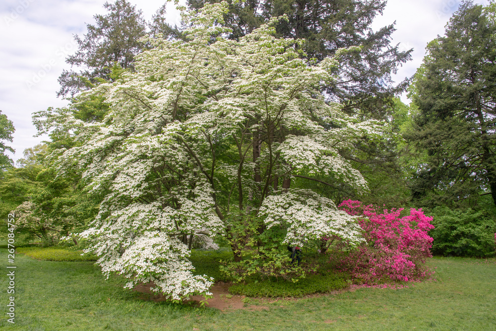 Blooming dogwood tree at the at the U.S. National Arboretum in ...