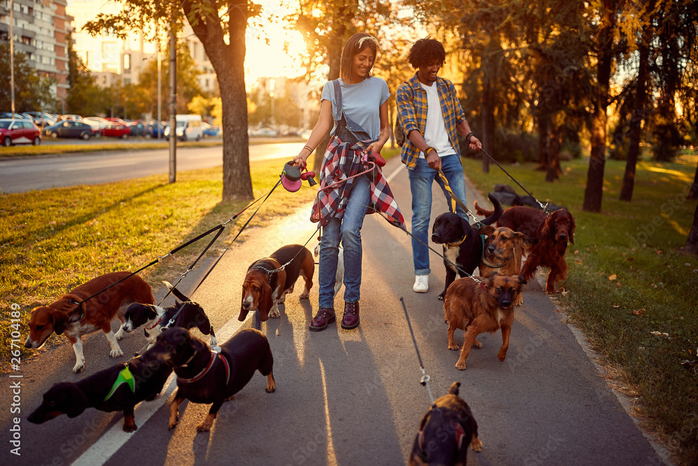 Group Of Dogs Walking