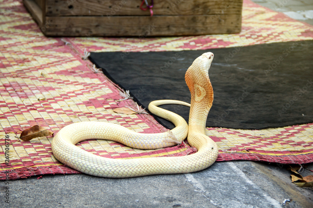 Albino Cobra Snake