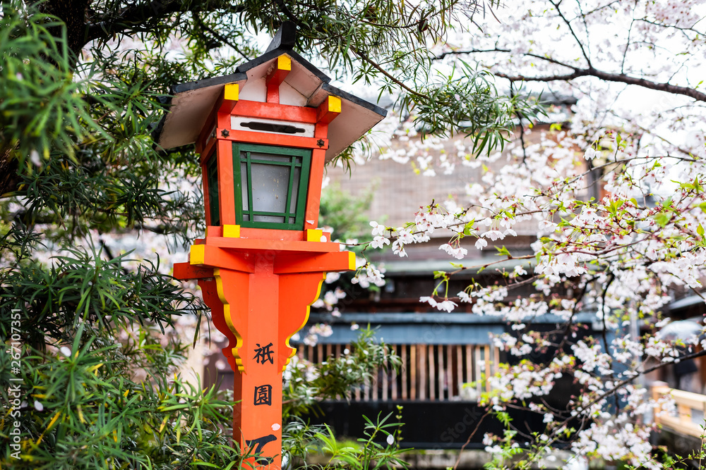 Japanese Orange Blossom Tree