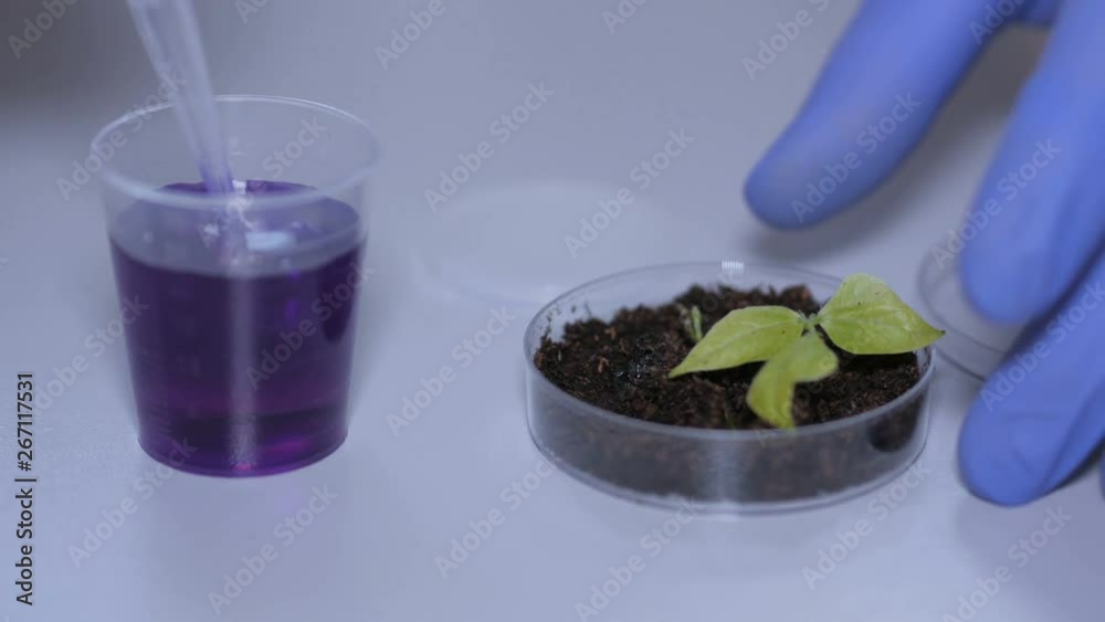 Man biologist holding pipette with blue chemistry in front of sprouts ...