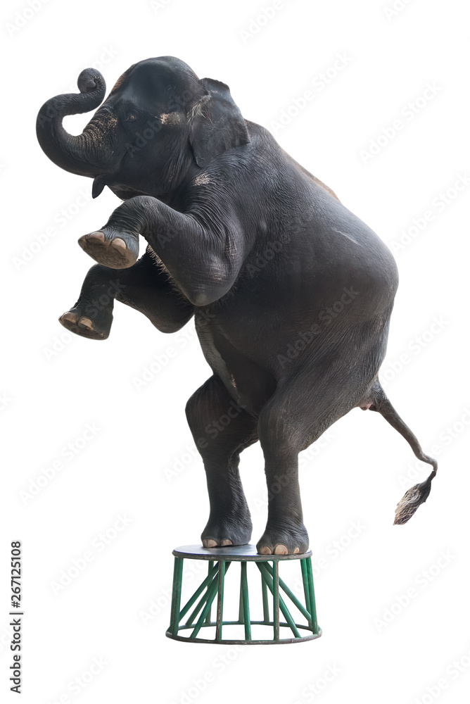 Circus Elephants Standing