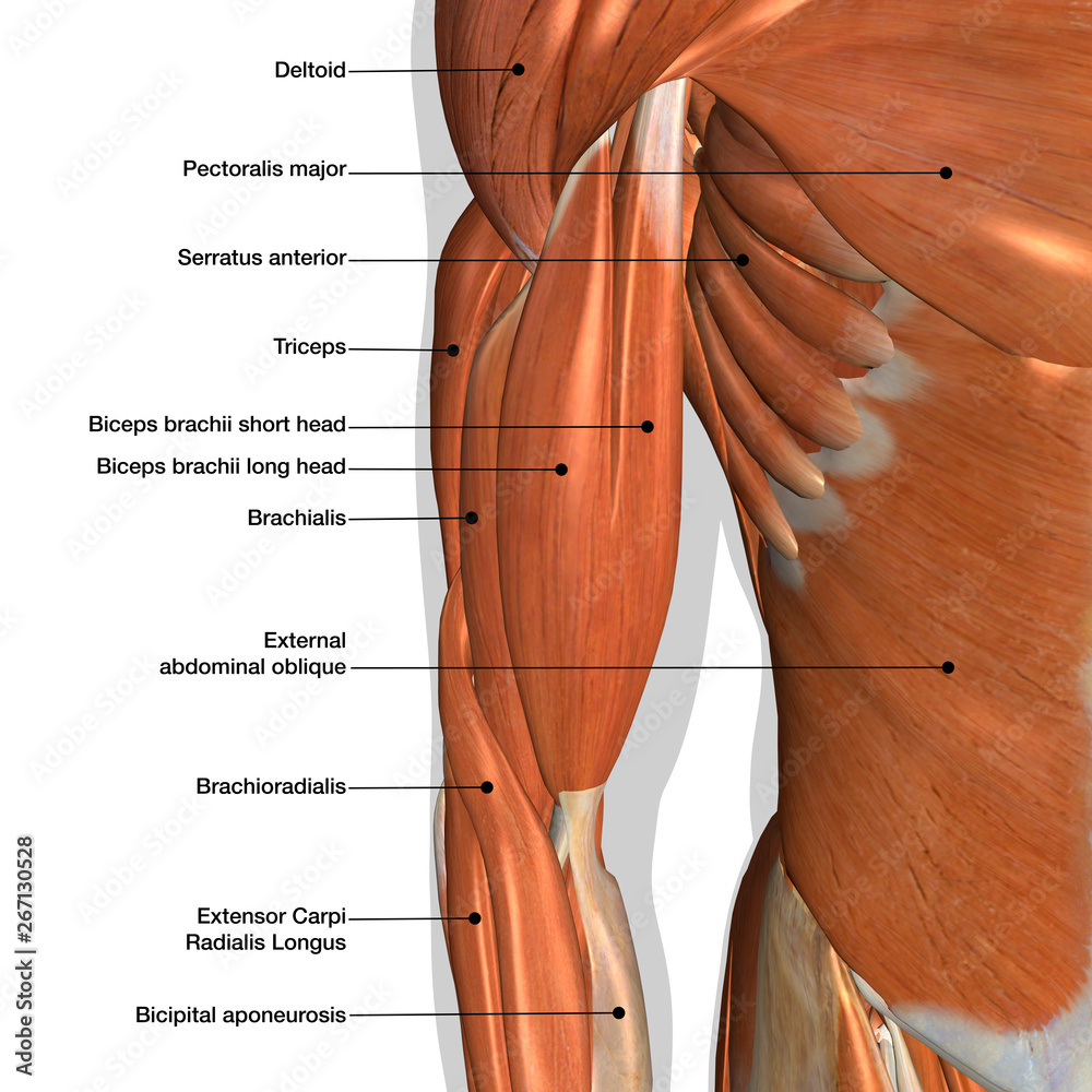 Human Anatomy Biceps