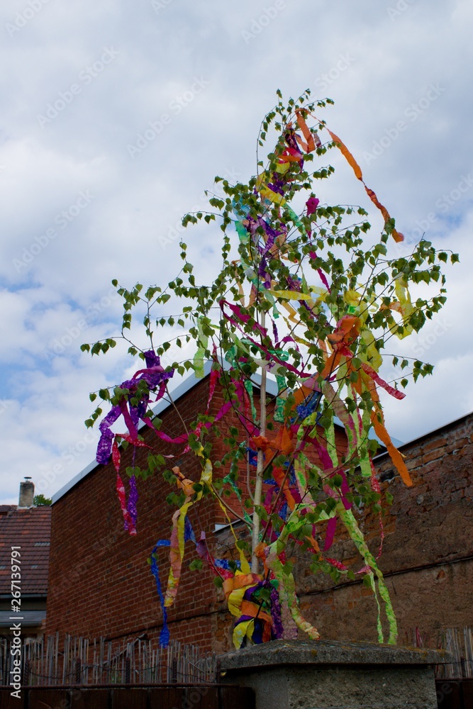 TYPICAL CZECH TRADITIONAL Maypole - young birch with colorful ribbons ...