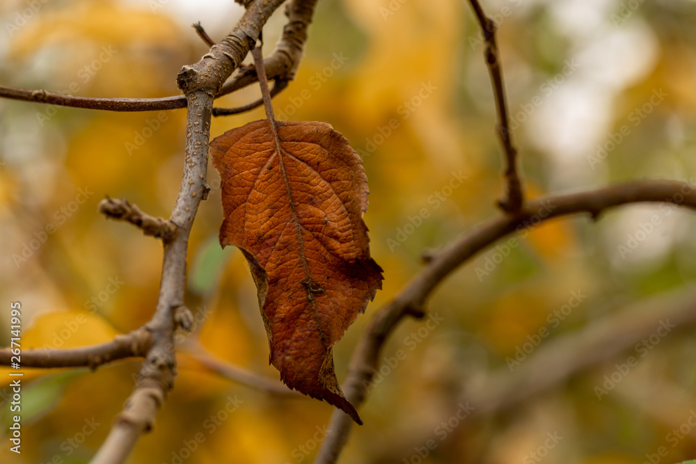 Hojas de manzano en el árbol en un escenario de otoño Stock Photo ...