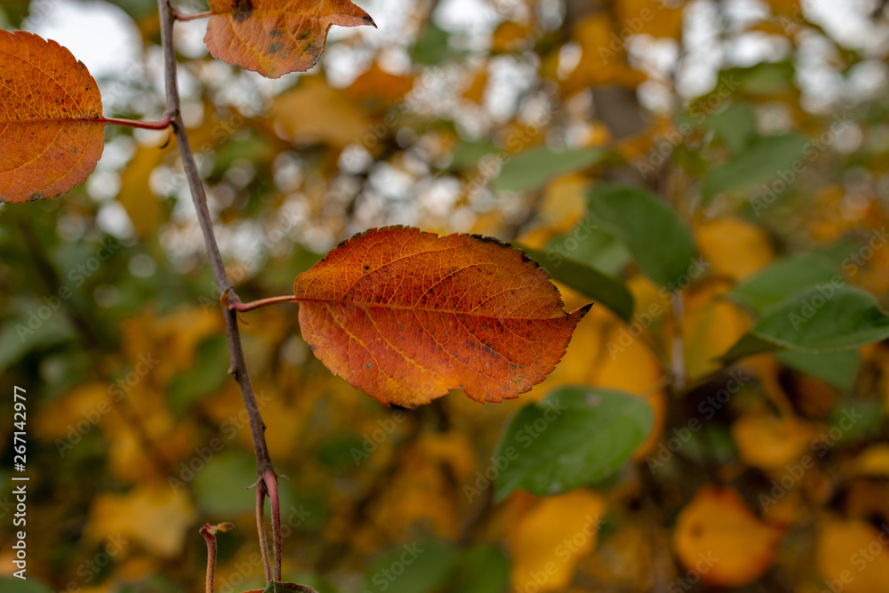 Hojas de manzano en el árbol en un escenario de otoño Stock Photo ...