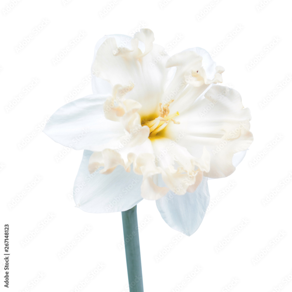 White flower of Daffodil (Narcissus) close-up isolated on white ...