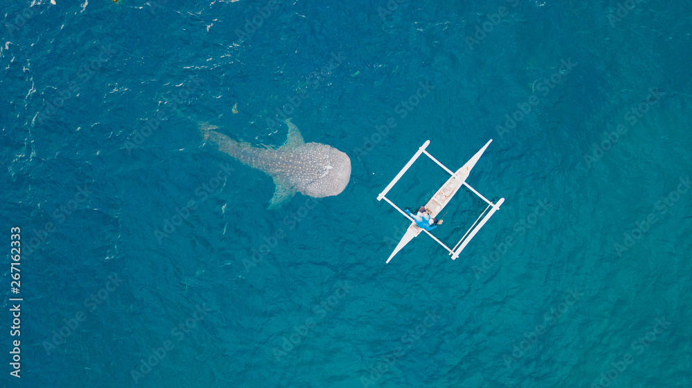 Top view whale shark swimming near fishing boat in open blue sea ...