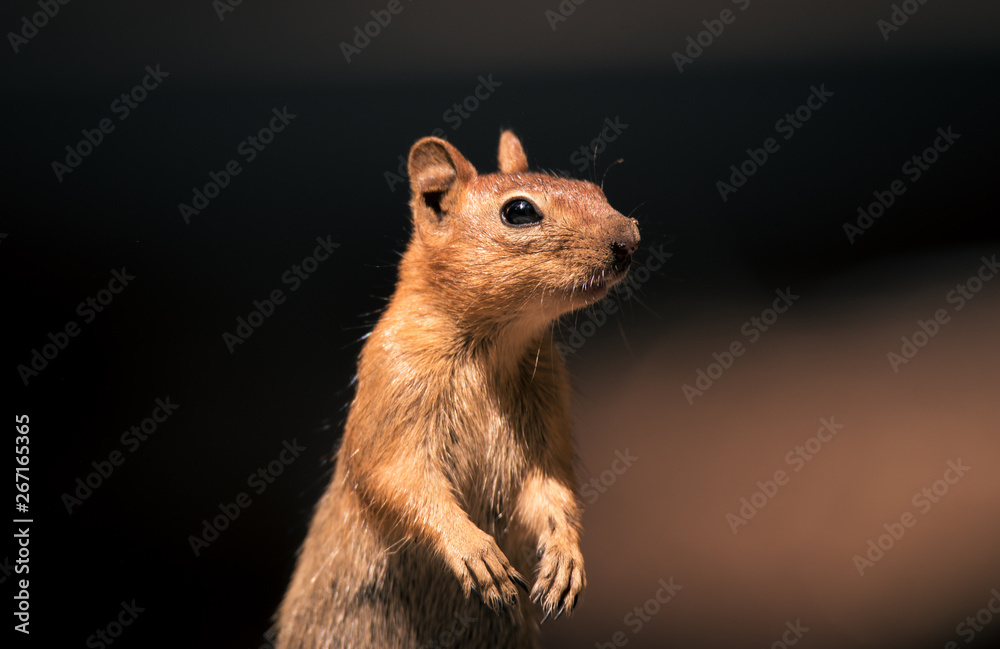 California Chipmunk (Neotamias obscurus) standing on its hind legs ...